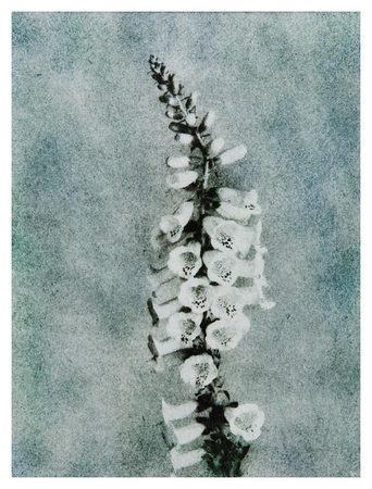 Bromoil Transfer: Flowers | Larry Shapiro Photography