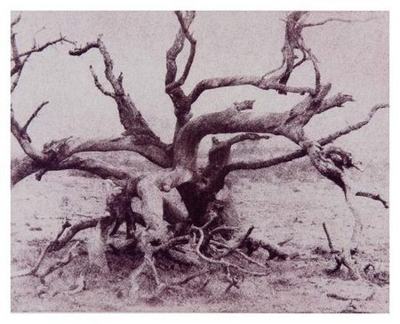 Bromoil Transfers: Trees of Life Series | Larry Shapiro Photography