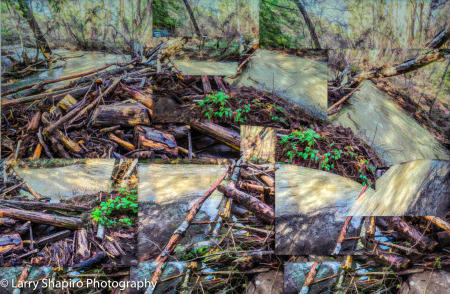 Nature | Larry Shapiro Photography