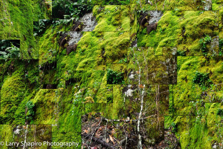 Nature | Larry Shapiro Photography